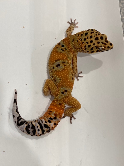 Clown Atomic G Project Leopard Gecko by Port City Geckos