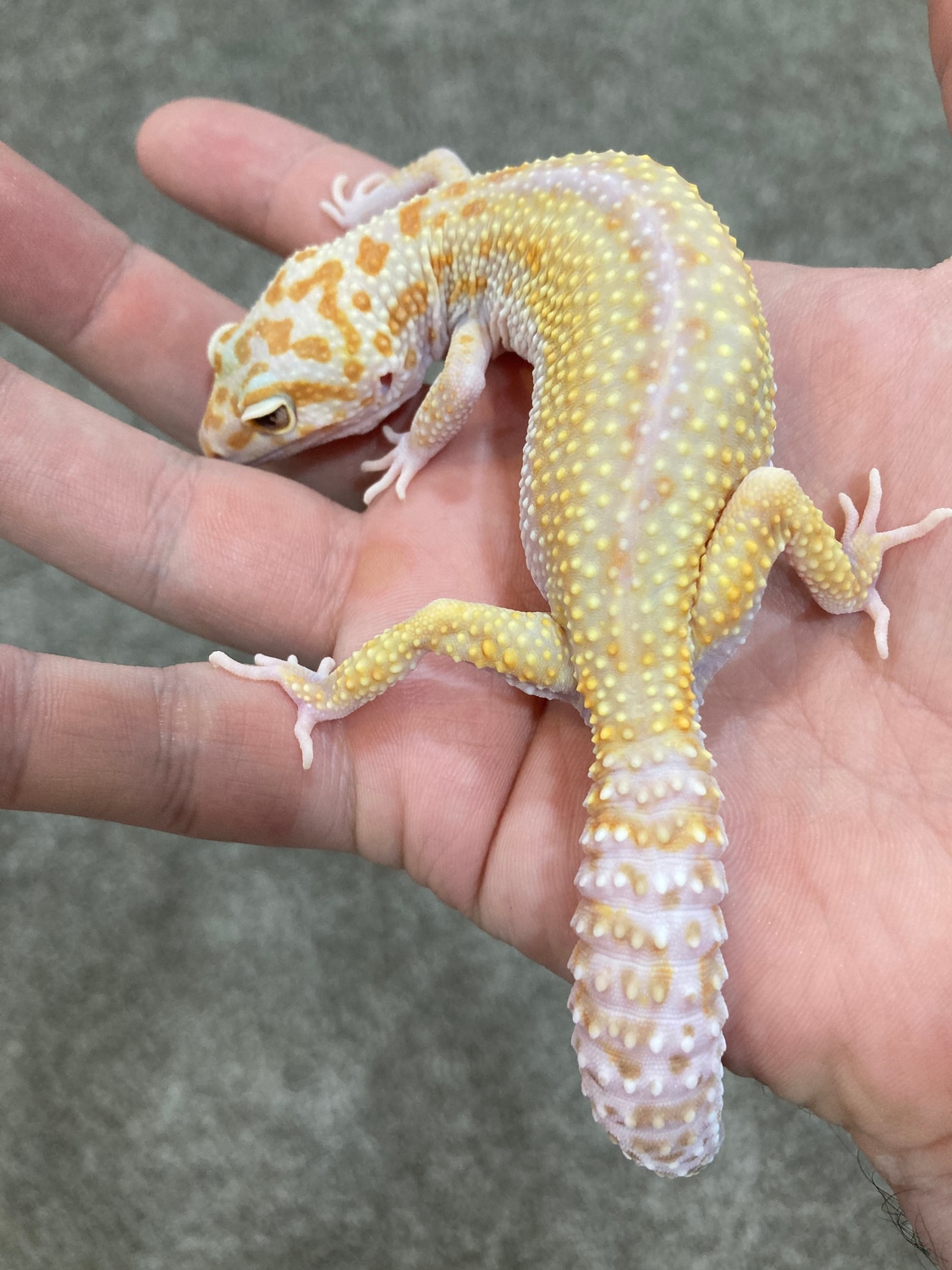 High Contrast Reverse Stripe Raptor Leopard Gecko by Port City Geckos ...