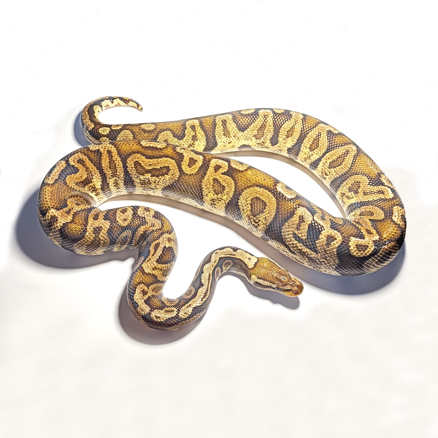 GHI Lemon Pastel (NERD) Ball Python by Scitalys - MorphMarket