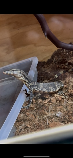 Sumatran Asian Water Monitor by Mendo reptile addict