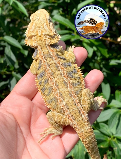 Hypo Citrus Blue Bar Central Bearded Dragon by Hatched at Hillmans
