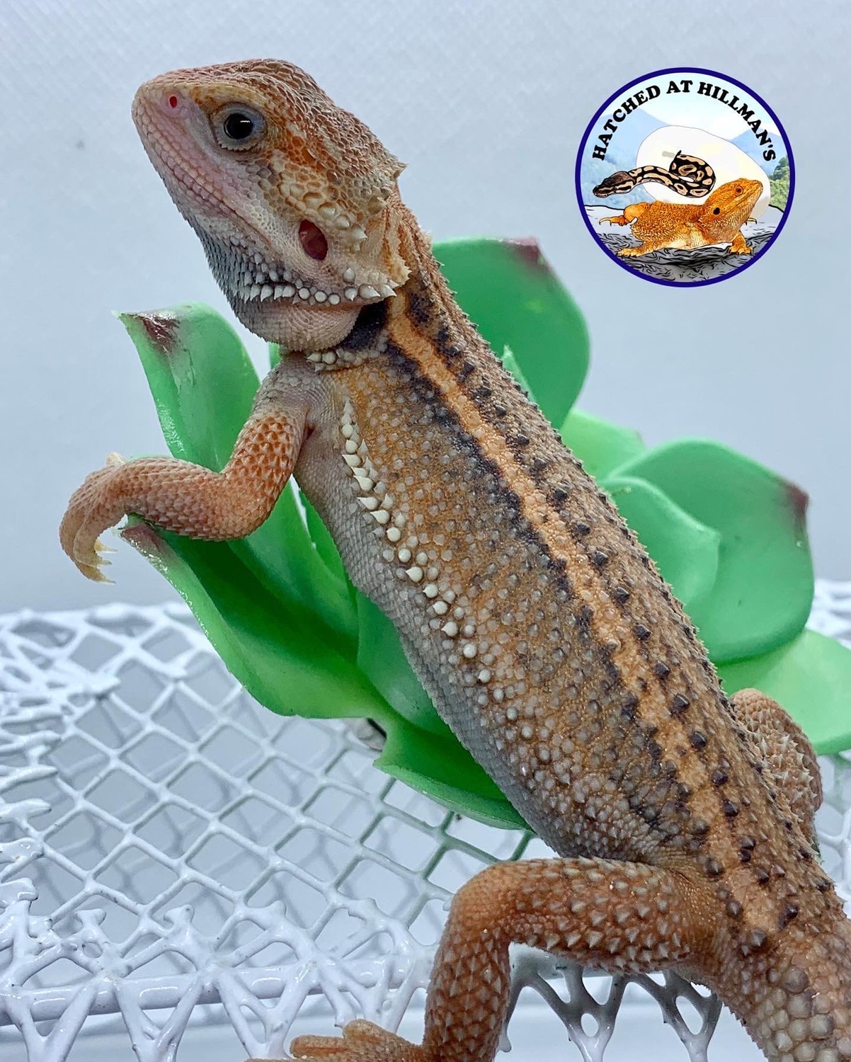 Hypo Translucent G-stripe “Thunderbolt” Central Bearded Dragon by ...