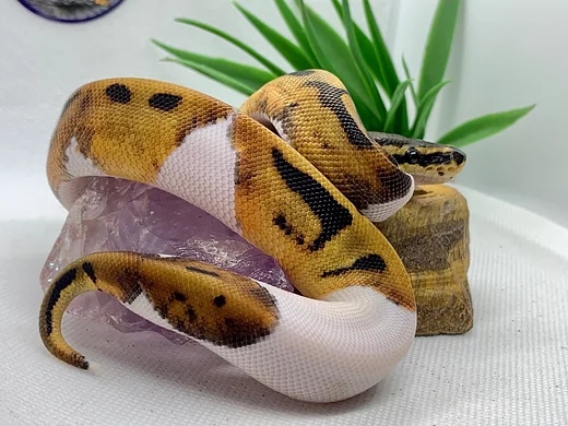 Male Pied Ball Python by Hatched at Hillmans - MorphMarket