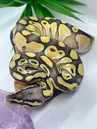 Pastel Butter Ball Python by Hatched at Hillmans - MorphMarket