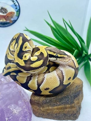 Pastel Butter Ball Python by Hatched at Hillmans - MorphMarket