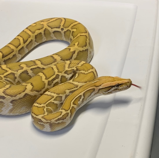 Gulf Coast Caremel FREE SHIPPING Burmese Python by Hatched at Hillmans