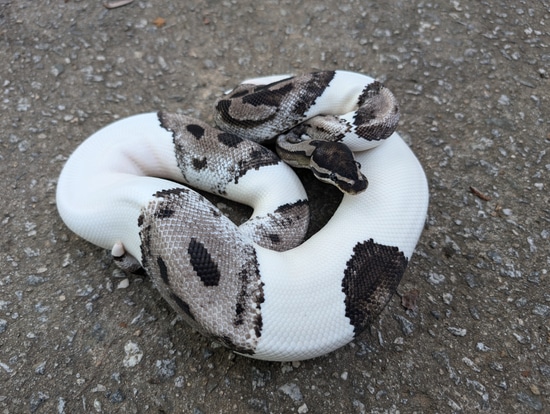 Lightning Pied! (MJ Axanthic Pied) Ball Python by Hatched at Hillmans