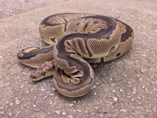 Blade Clown Ball Python by Hatched at Hillmans