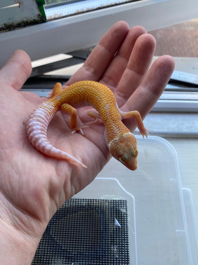Tangerine Super Hypo Gecko Leopard Gecko by Beni’s Geckos - MorphMarket