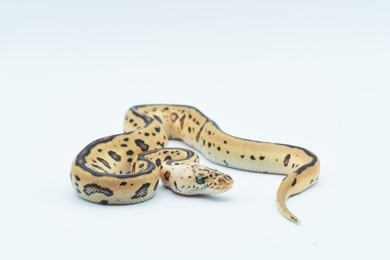 Batman Firefly Ball Python by The Snake Hut