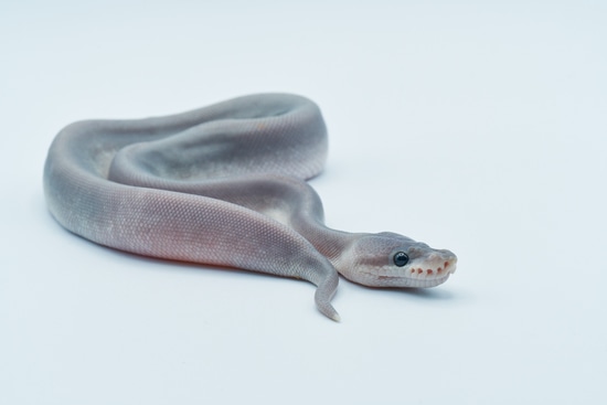 Super Cinnamon Hypo Ball Python by The Snake Hut