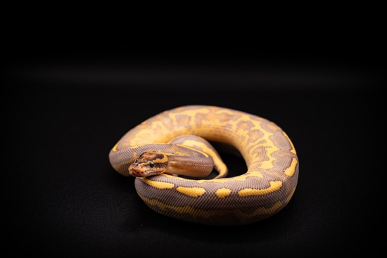 Leopard Gravel Tango Ball Python by The Snake Hut
