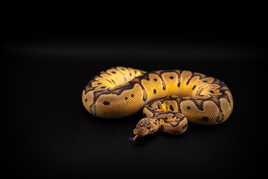Pastel Orange Dream Clown Ball Python by The Snake Hut