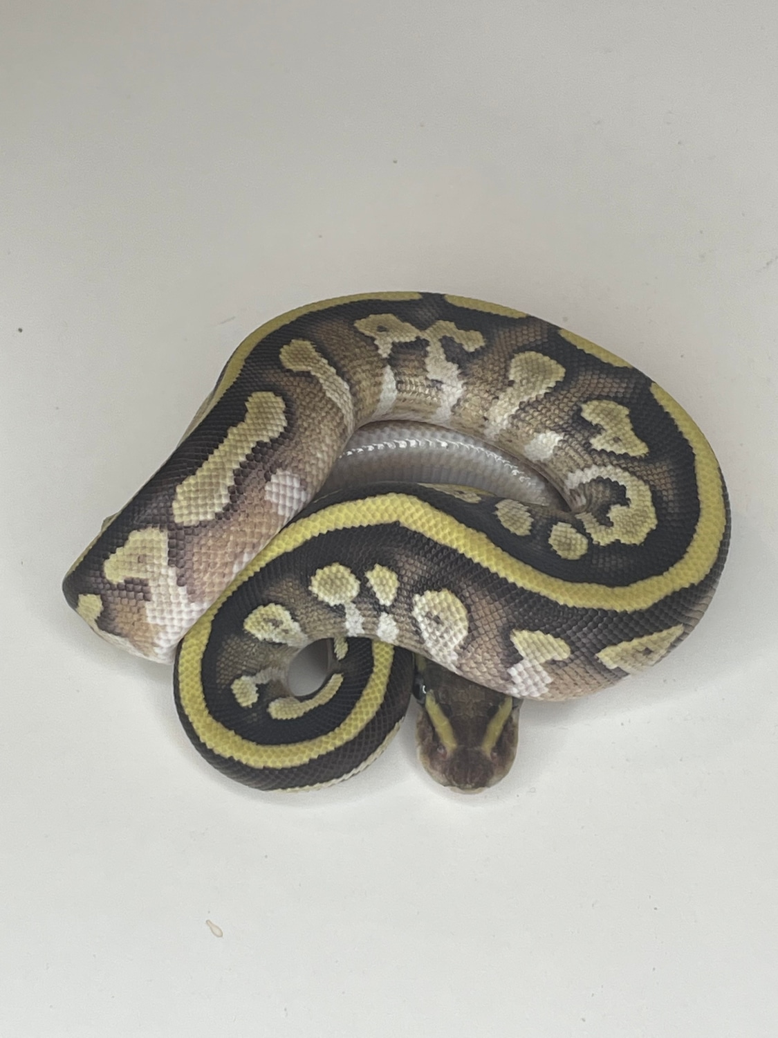 Butter 100% Het Piebald Ball Python by Drakskepp Ball Pythons - MorphMarket