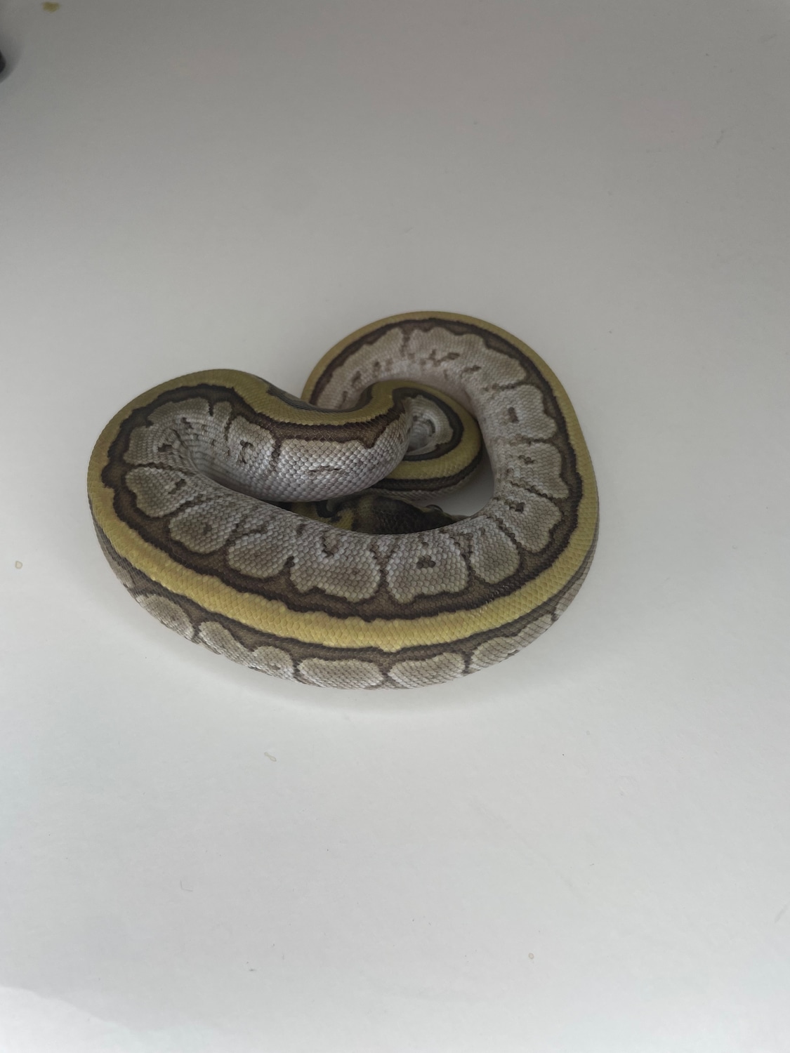 Butter Pinstripe 100% Het Piebald Ball Python by Drakskepp Ball Pythons ...