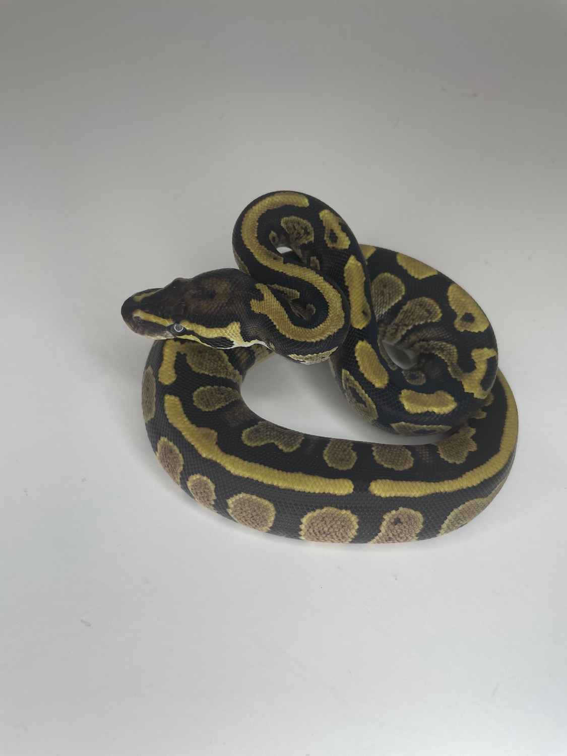 Normal 100% Het Piebald Ball Python by Drakskepp Ball Pythons - MorphMarket