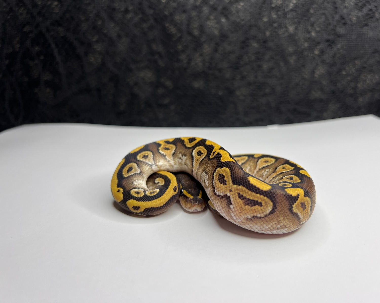 Mojave Pos Yb Pos Het Clown Ball Python by Drakskepp Ball Pythons ...
