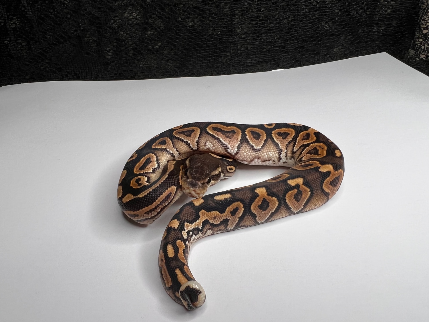 Mojave Cinnamon Pos Yb Ball Python by Drakskepp Ball Pythons - MorphMarket