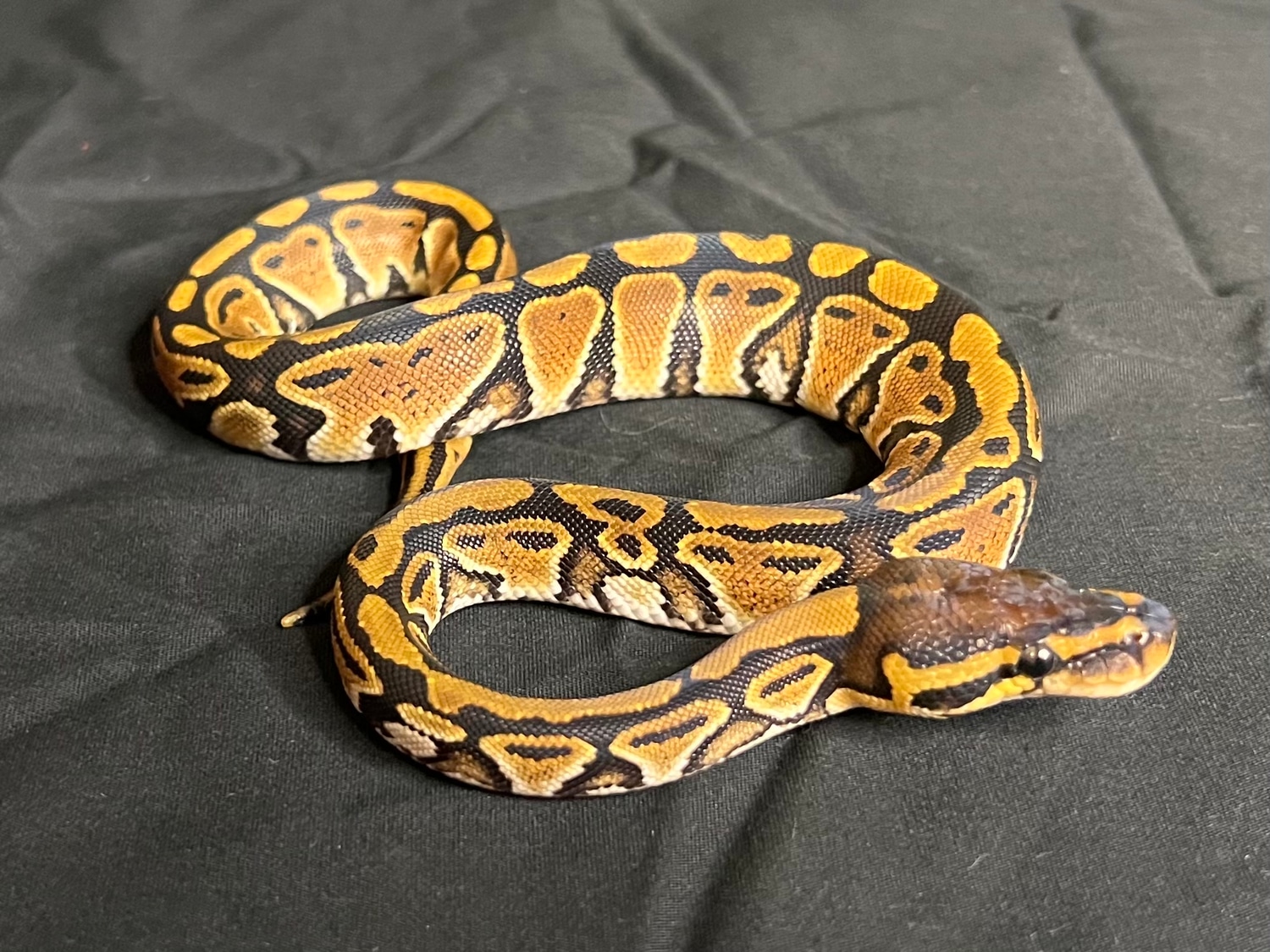 M Normal 100% Het Clown Ball Python by Drakskepp Ball Pythons - MorphMarket