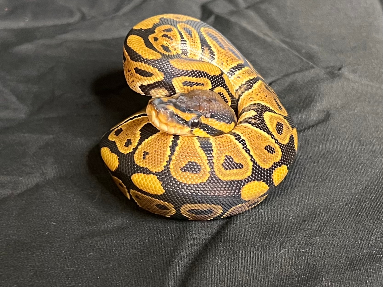 M Normal 100% Het Clown Ball Python by Drakskepp Ball Pythons - MorphMarket