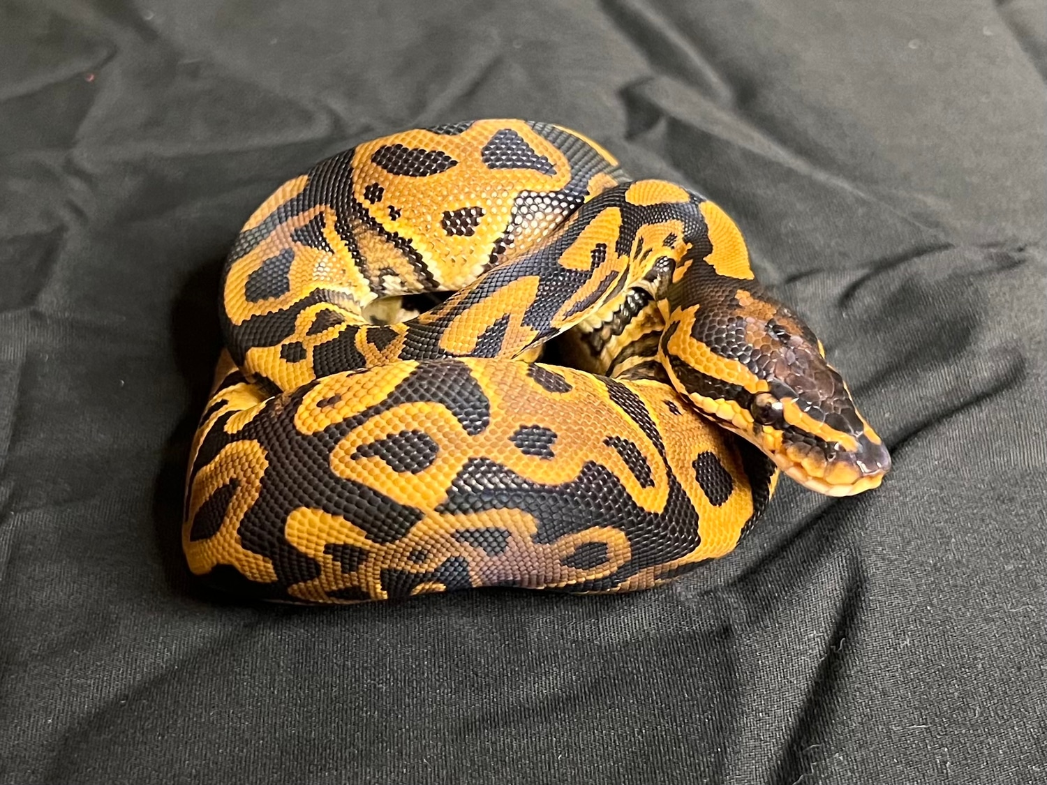 F Leopard 100% Het Clown Ball Python by Drakskepp Ball Pythons ...