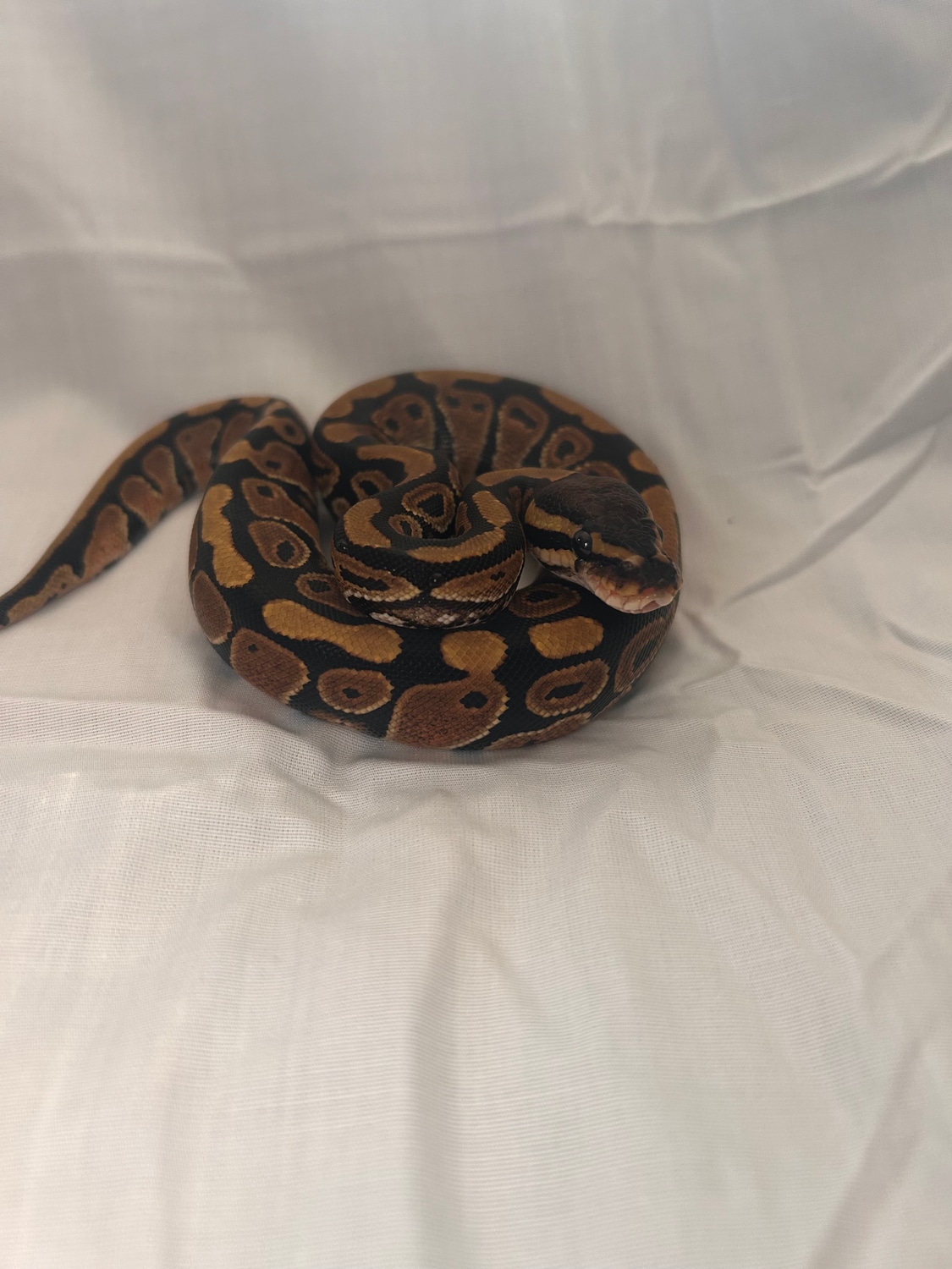 2023 Female Normal Het Clown Ball Python by Drakskepp Ball Pythons - MorphMarket