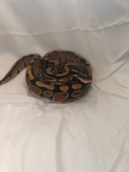 2023 Female Normal Het Clown Ball Python by Drakskepp Ball Pythons