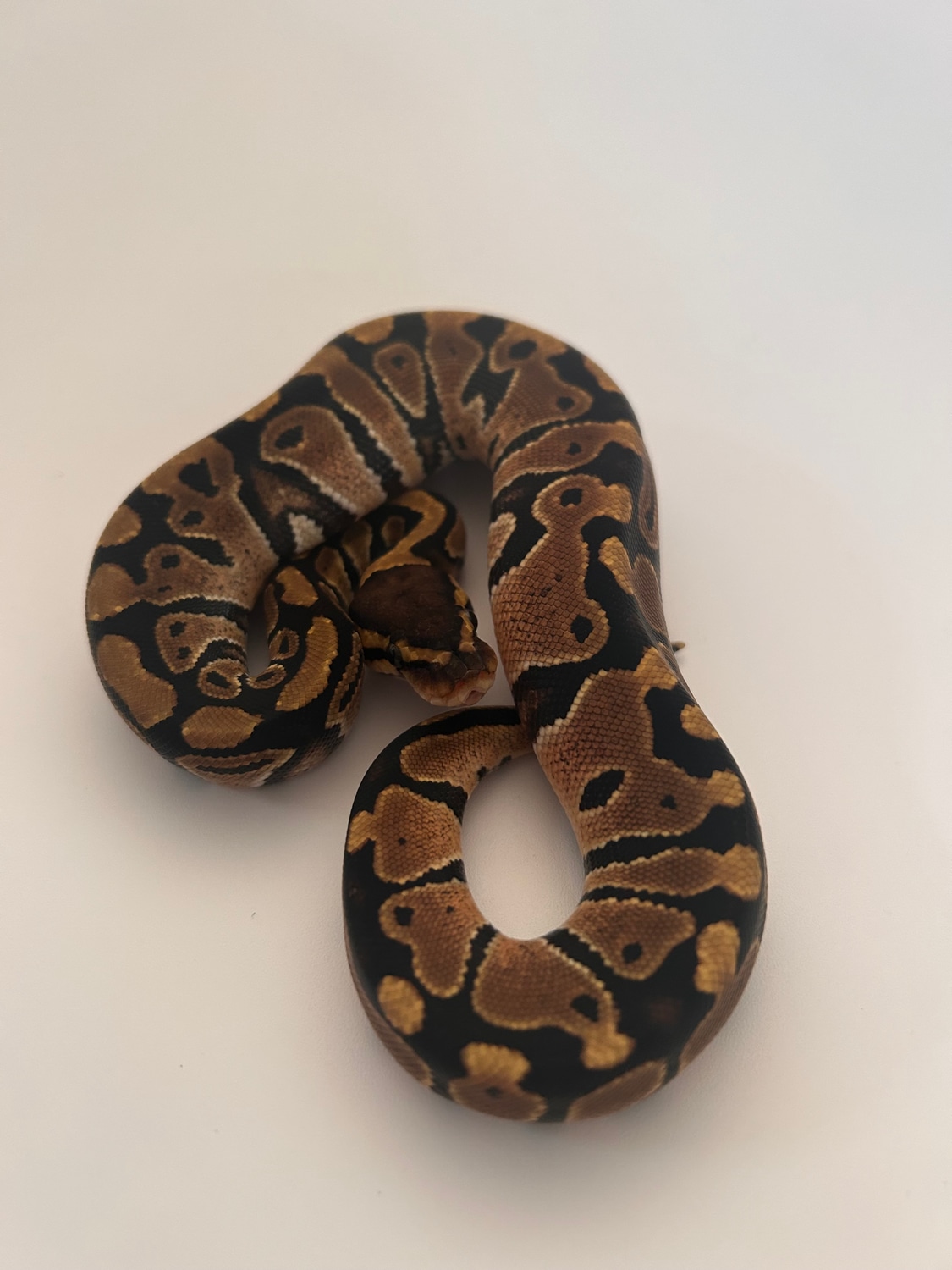 2023 Male Normal Het Clown Ball Python by Drakskepp Ball Pythons - MorphMarket