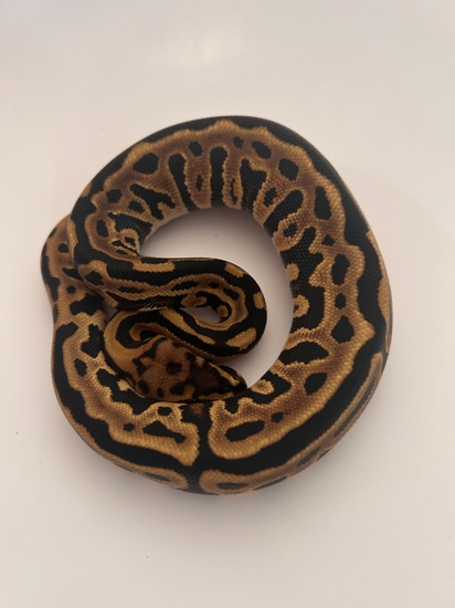 2023 Male Spotnose Leopard Het Clown Ball Python by Drakskepp Ball Pythons
