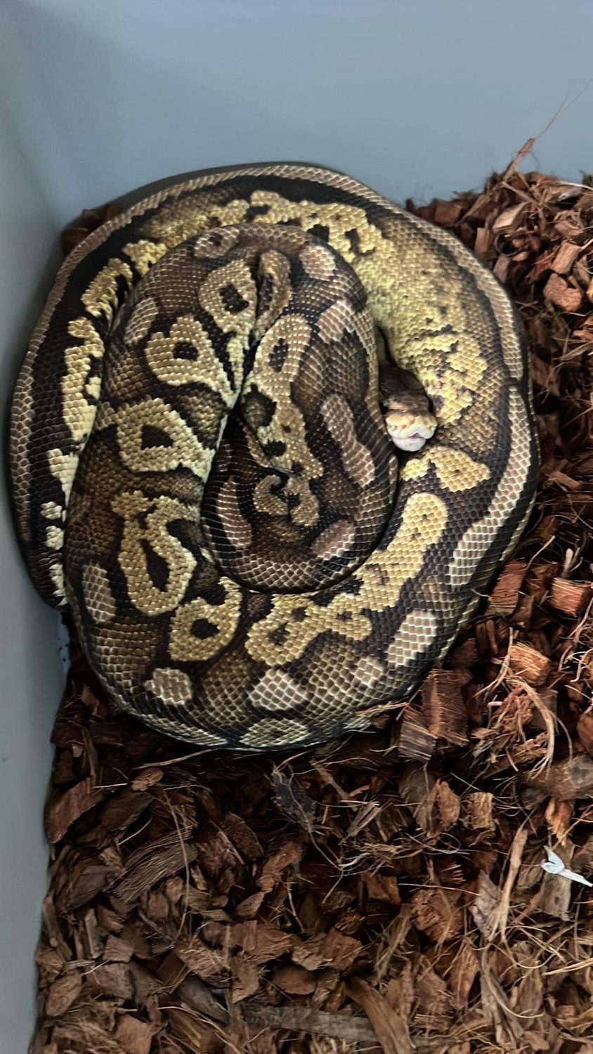 Pewter Het Pied Ball Python by Drakskepp Ball Pythons - MorphMarket