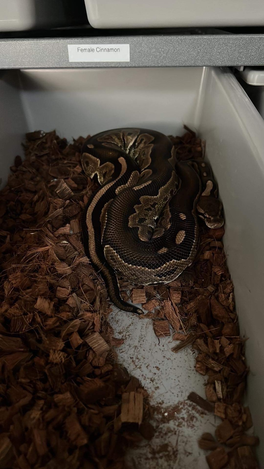 Cinnamon Ball Python by Drakskepp Ball Pythons - MorphMarket