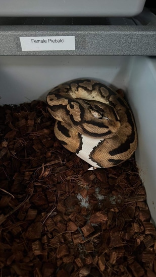 Piebald Ball Python by Drakskepp Ball Pythons