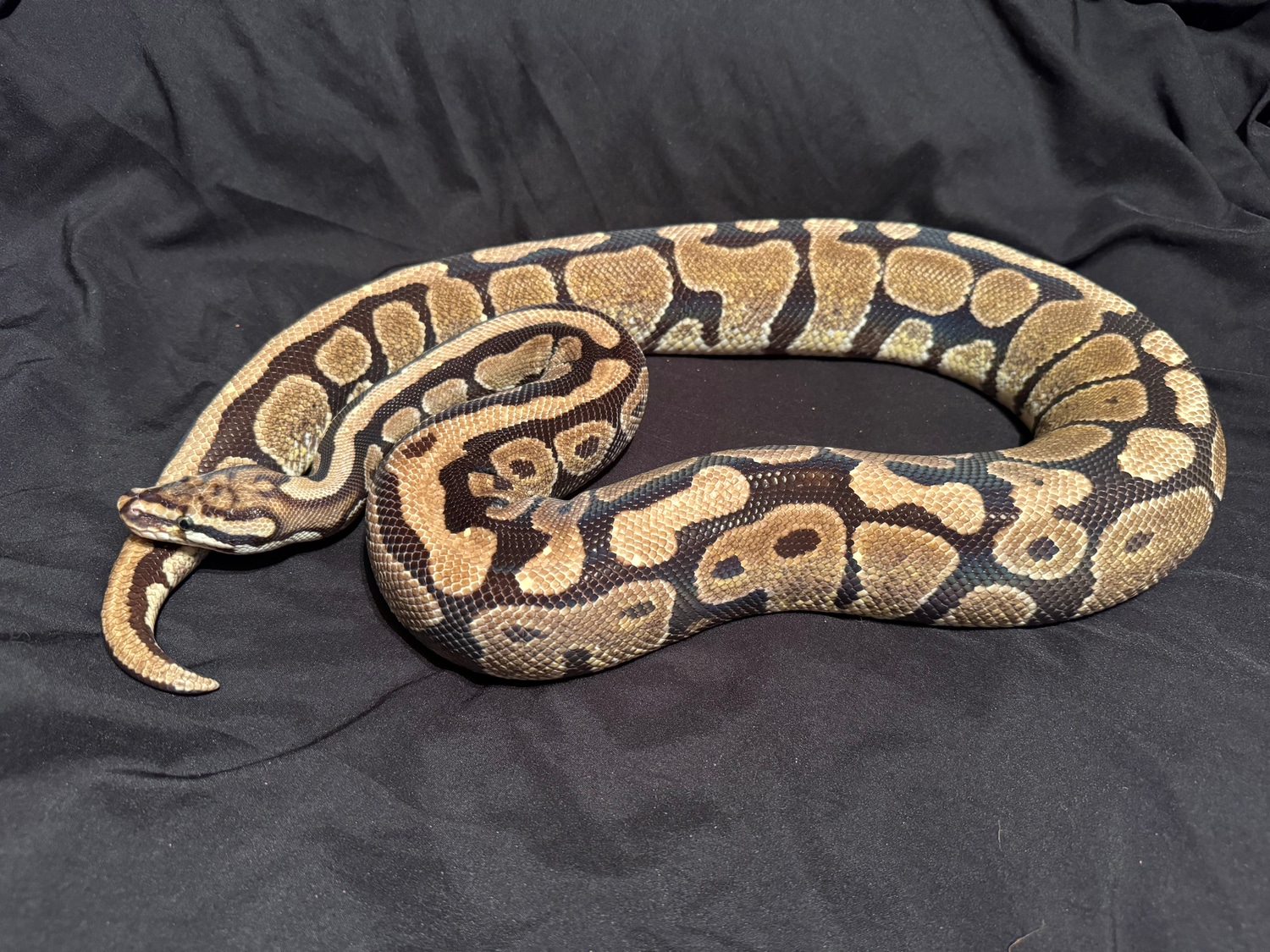 Spotnose Het Clown Ball Python by Drakskepp Ball Pythons - MorphMarket