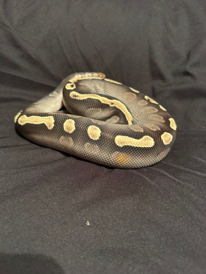GHI Mojave Het Clown Ball Python by Drakskepp Ball Pythons
