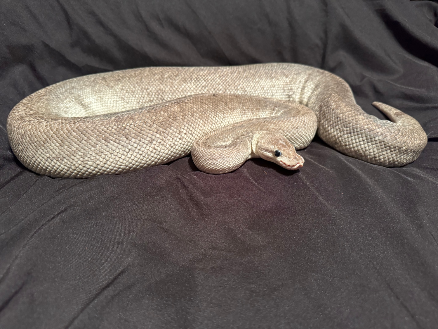 Super Pewter Ball Python by Drakskepp Ball Pythons - MorphMarket