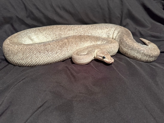 Super Pewter Ball Python by Drakskepp Ball Pythons