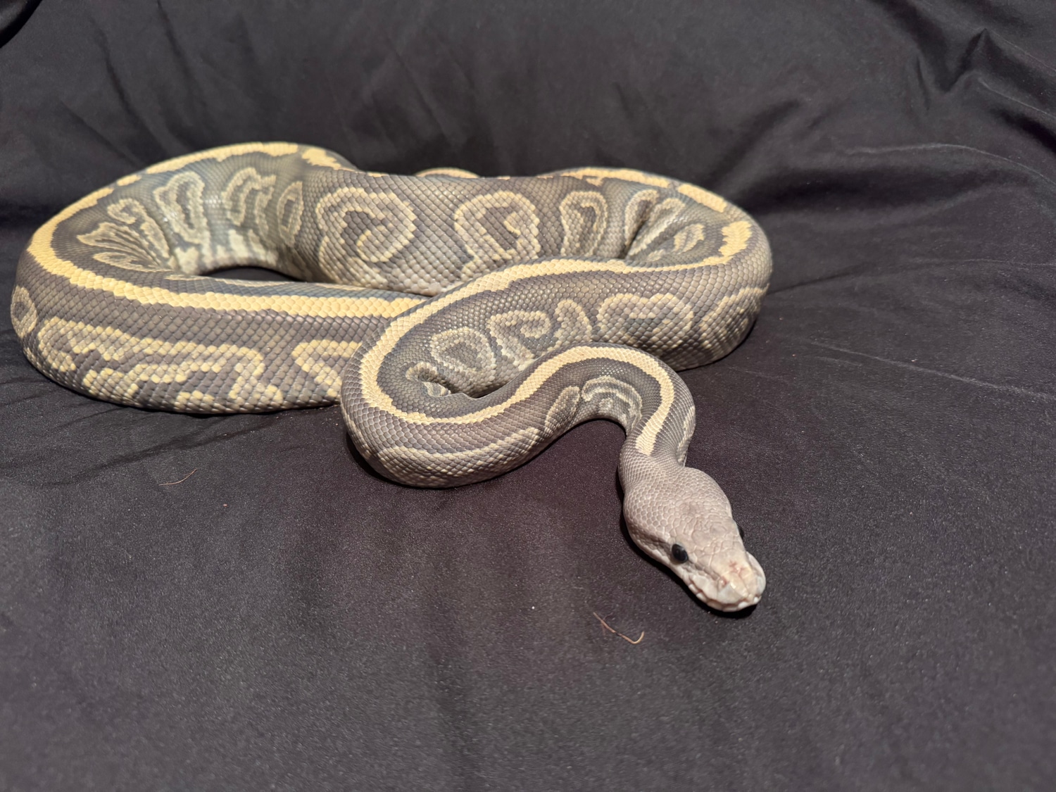 BH Black Pastel Mojave Hypo *proven Ball Python by Drakskepp Ball ...