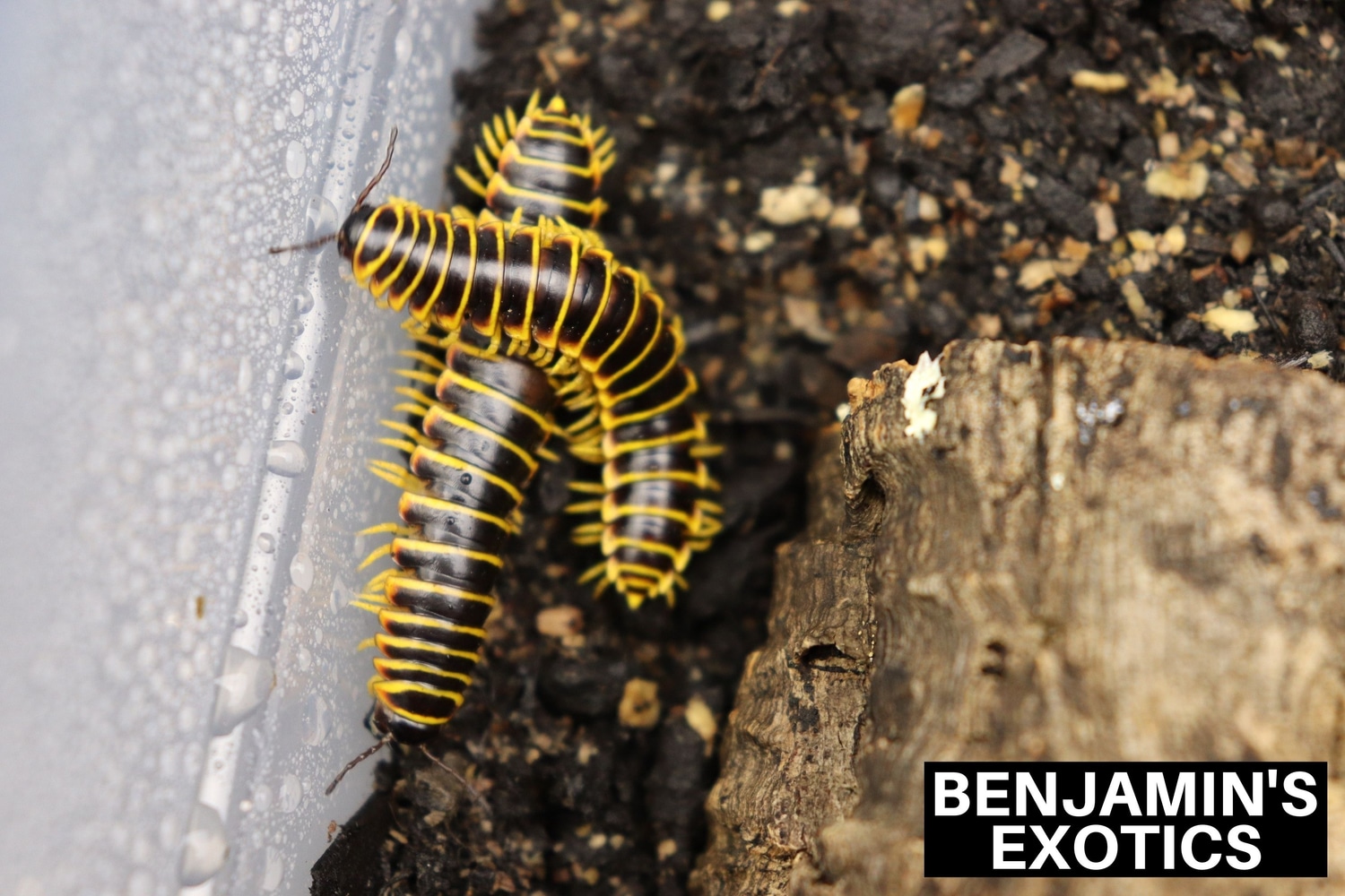 Cherry (Apheloria Virginiensis) Millipede by Benjamin's Exotics ...