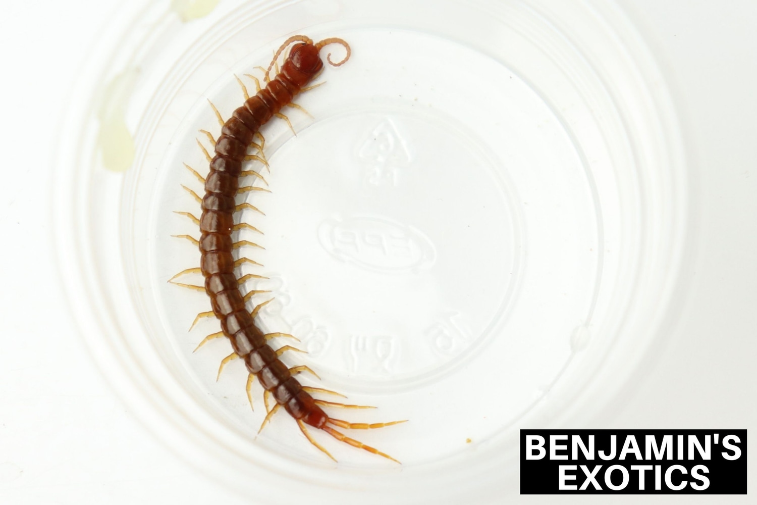 Eastern Red Centipede (Scolopocryptops Sexspinosus) by Benjamin's ...