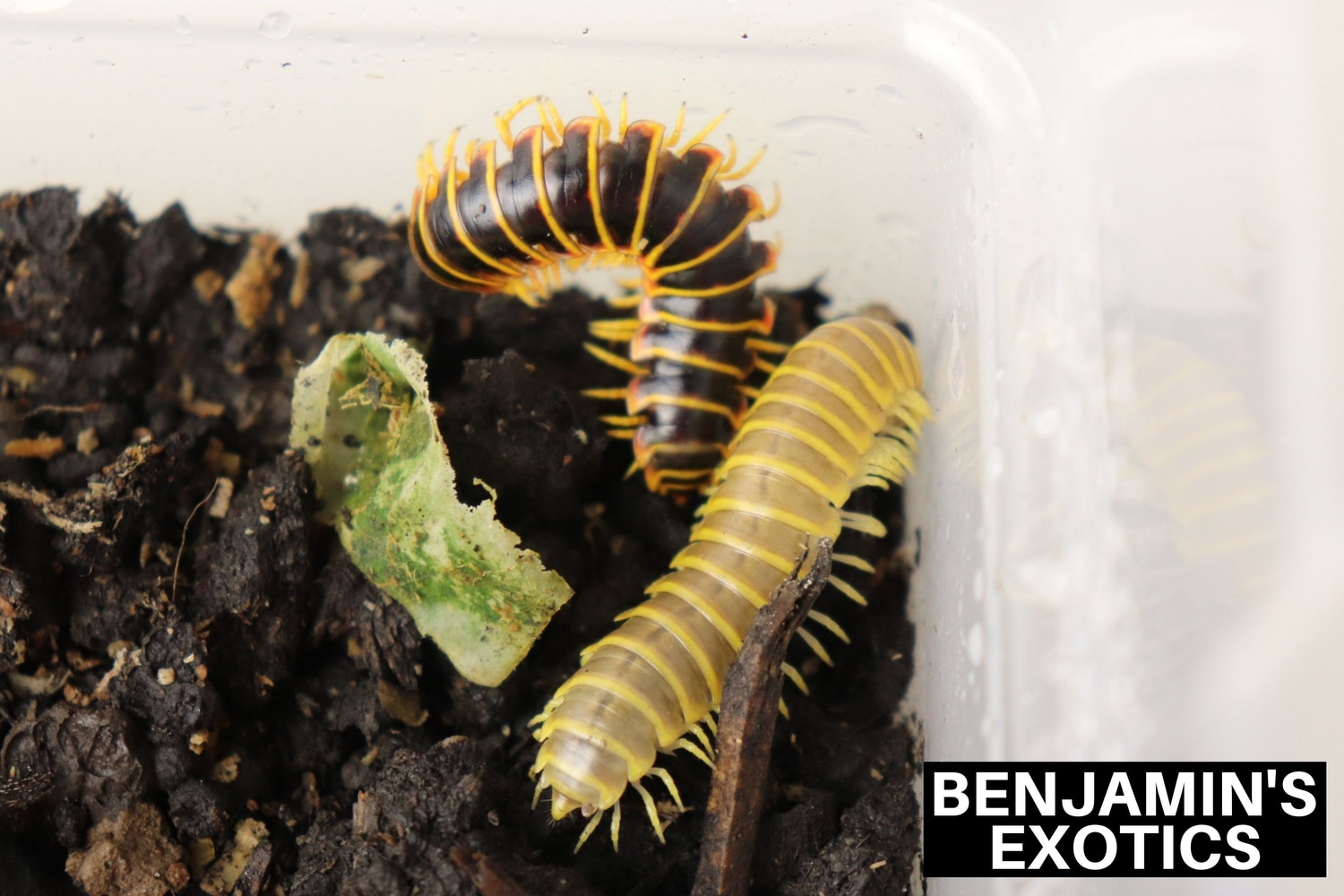 T- Albino Cherry (Apheloria Virginiensis) Millipede by Benjamin's ...