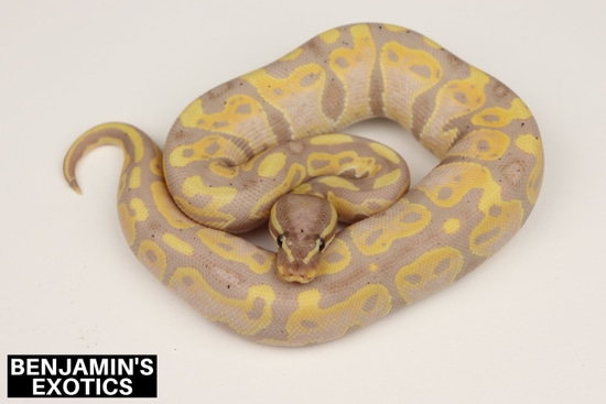 Coral Glow Possible Special Ball Python by Benjamin's Exotics