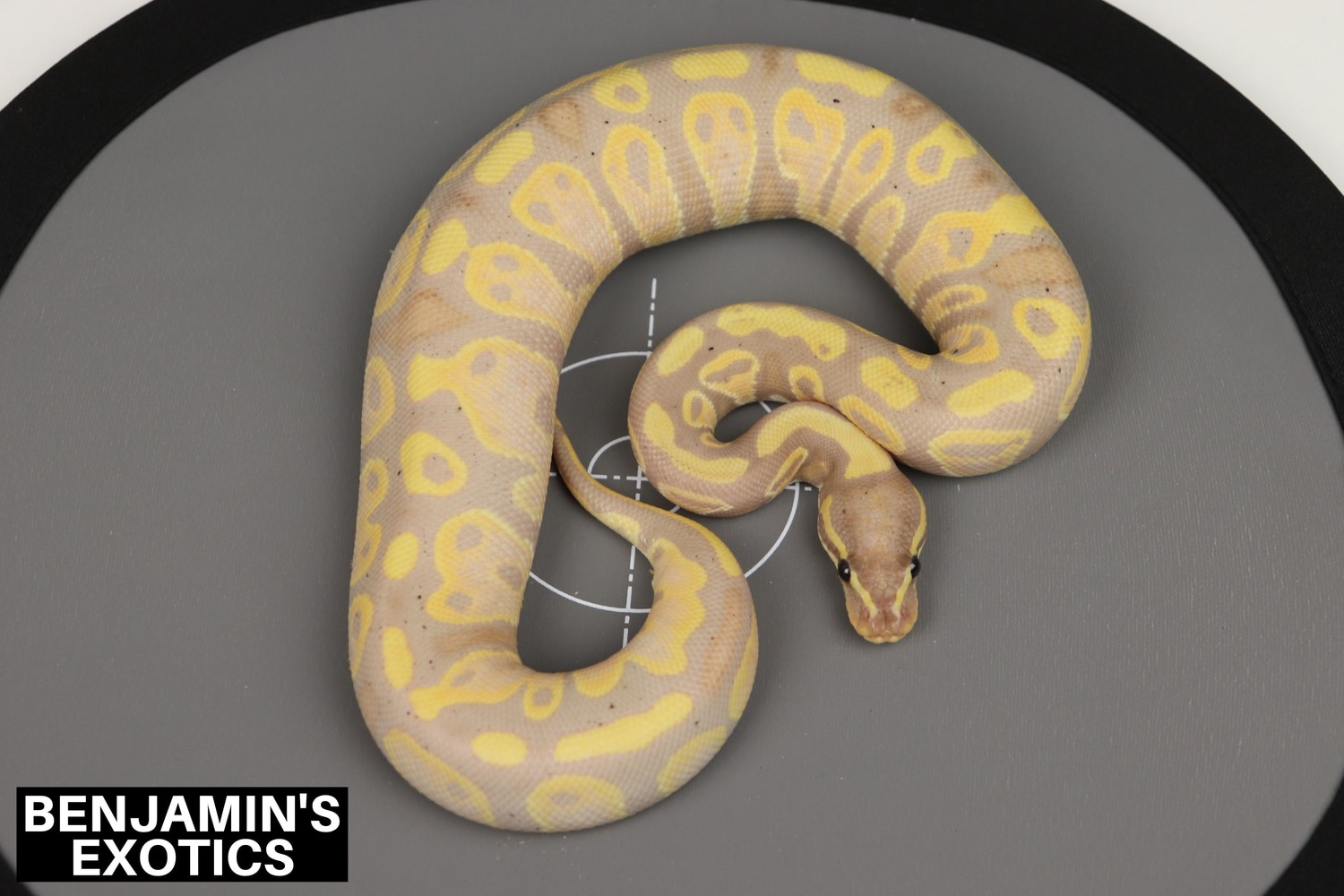 Coral Glow Special Ball Python by Benjamin's Exotics - MorphMarket