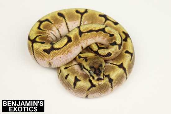 Stinger Bee Ball Python by Benjamin's Exotics