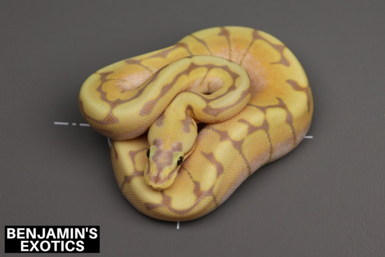 Coral Glow Spider Ball Python by Benjamin's Exotics