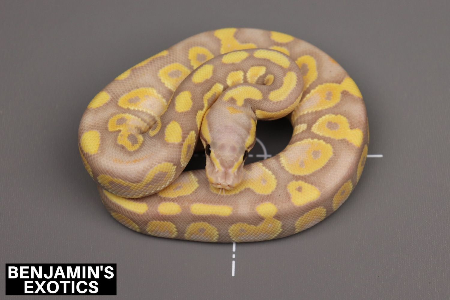 Coral Glow Chocolate Ball Python by Benjamin's Exotics - MorphMarket