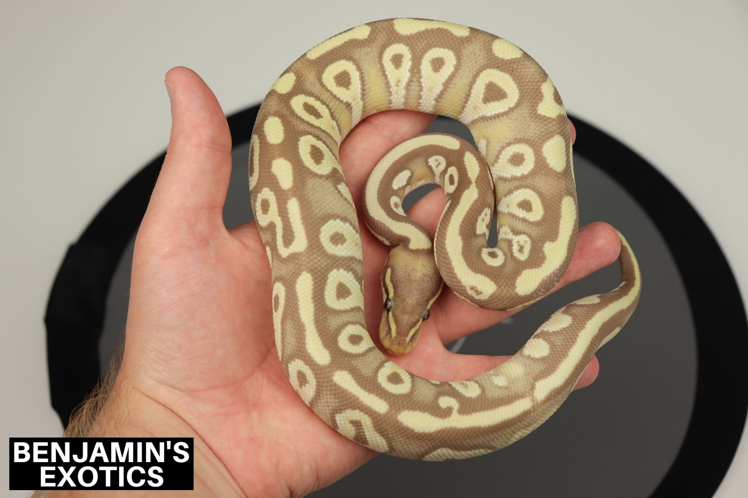 Coral Glow Mojave Ball Python by Benjamin's Exotics - MorphMarket