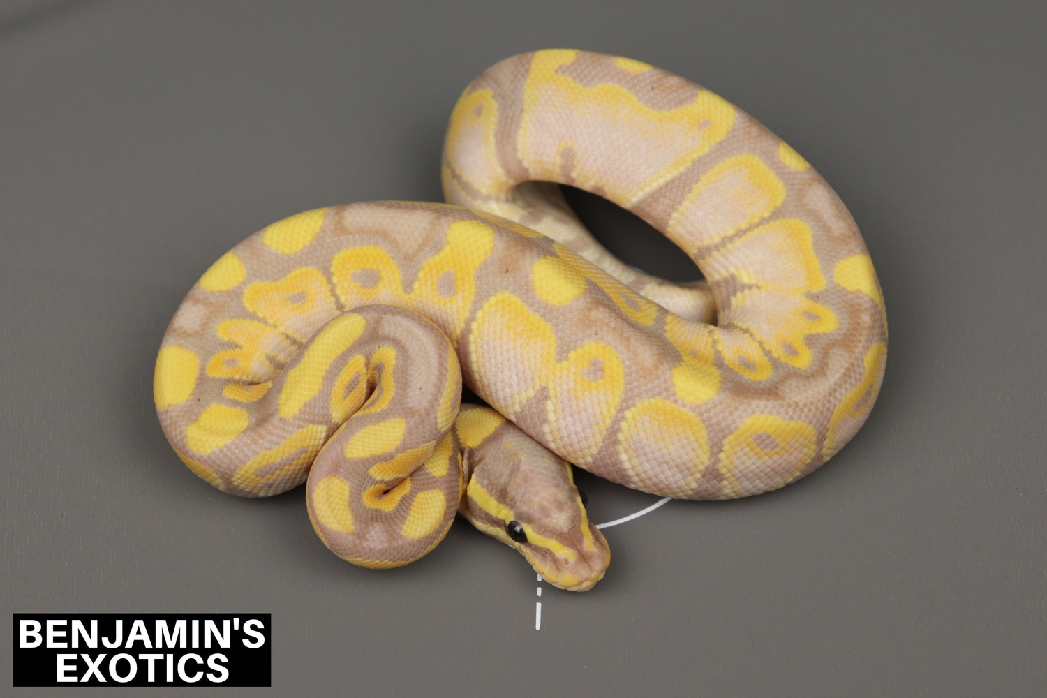 Coral Glow Ball Python by Benjamin's Exotics - MorphMarket