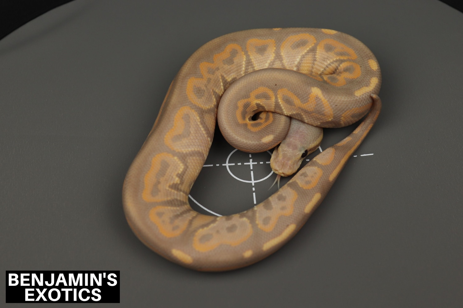 Coral Glow Cinnamon Ball Python by Benjamin's Exotics - MorphMarket