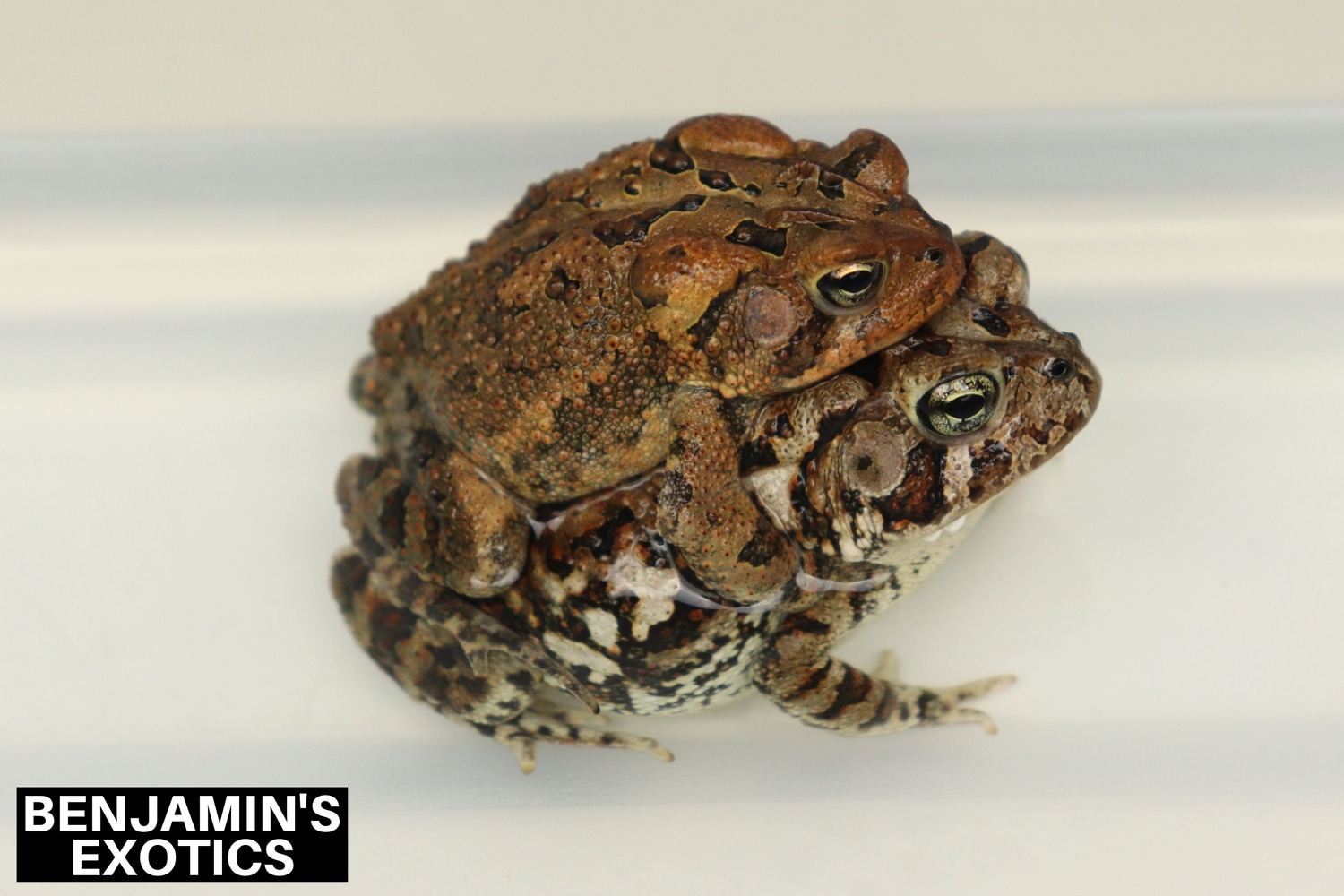 Captive Bred Southern Toad Tadpoles by Benjamin's Exotics - MorphMarket