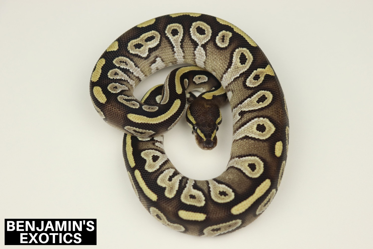 Mojave 50% Possible Het Piebald Ball Python by Benjamin's Exotics ...